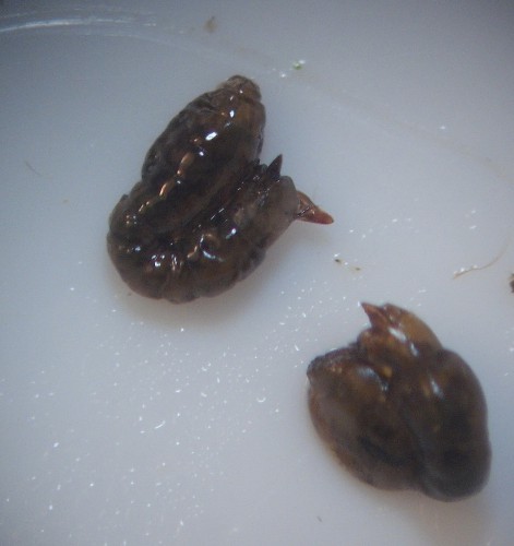 Sandflies » Manaaki Whenua