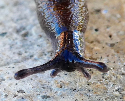 Garden slug » Manaaki Whenua