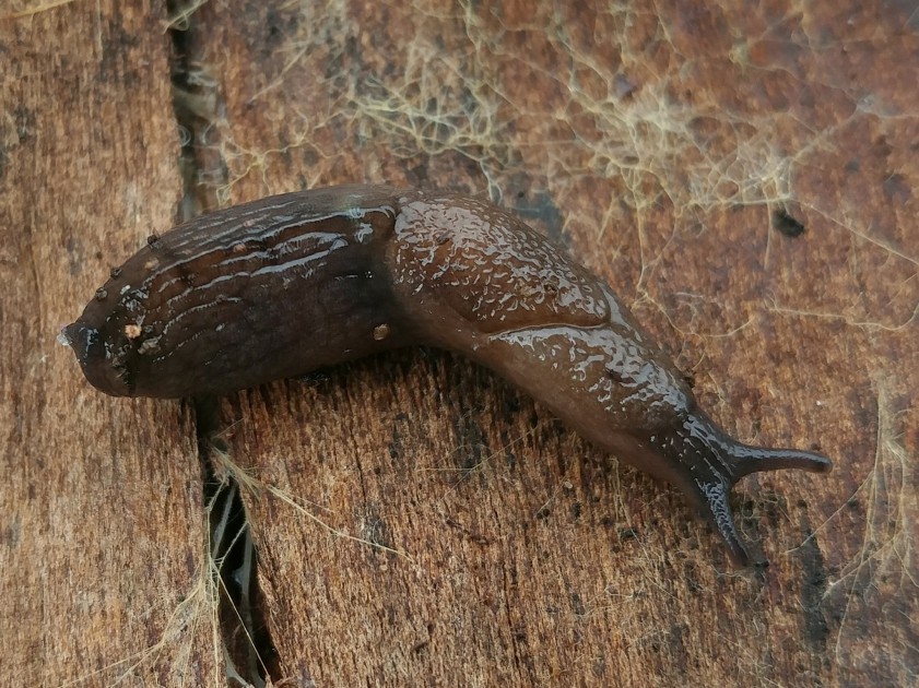 Garden slug » Manaaki Whenua