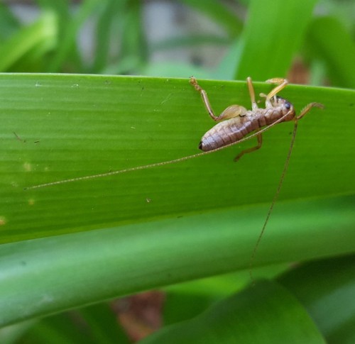 Winged wētā » Manaaki Whenua