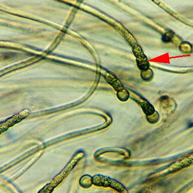 Glossary » Manaaki Whenua