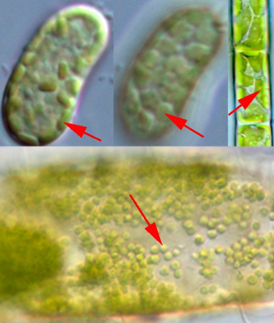 Chloroplasts visible inside cells are green or yellow-green » Manaaki ...