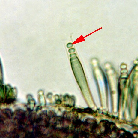 Glossary » Manaaki Whenua