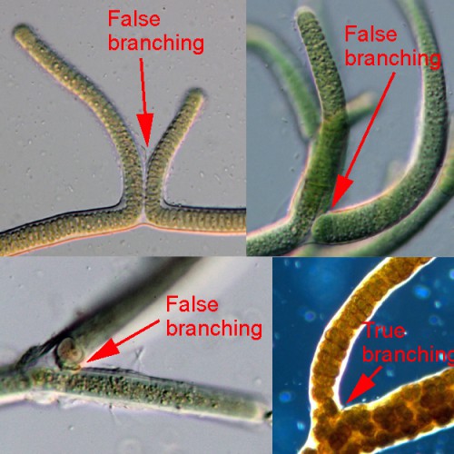 Glossary » Manaaki Whenua