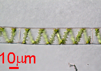 Filaments microscopic » Manaaki Whenua