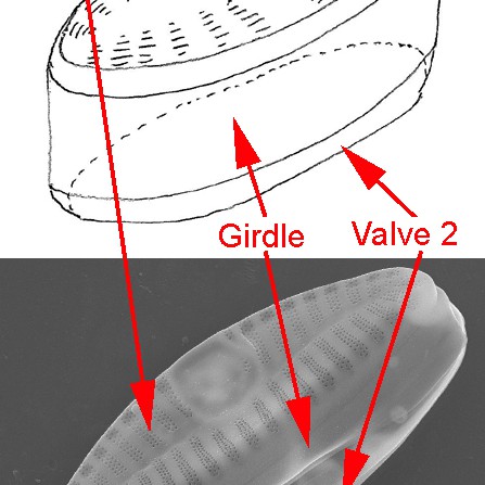 Glossary » Manaaki Whenua