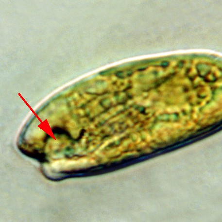 Glossary » Manaaki Whenua