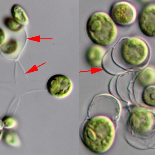 Glossary » Manaaki Whenua