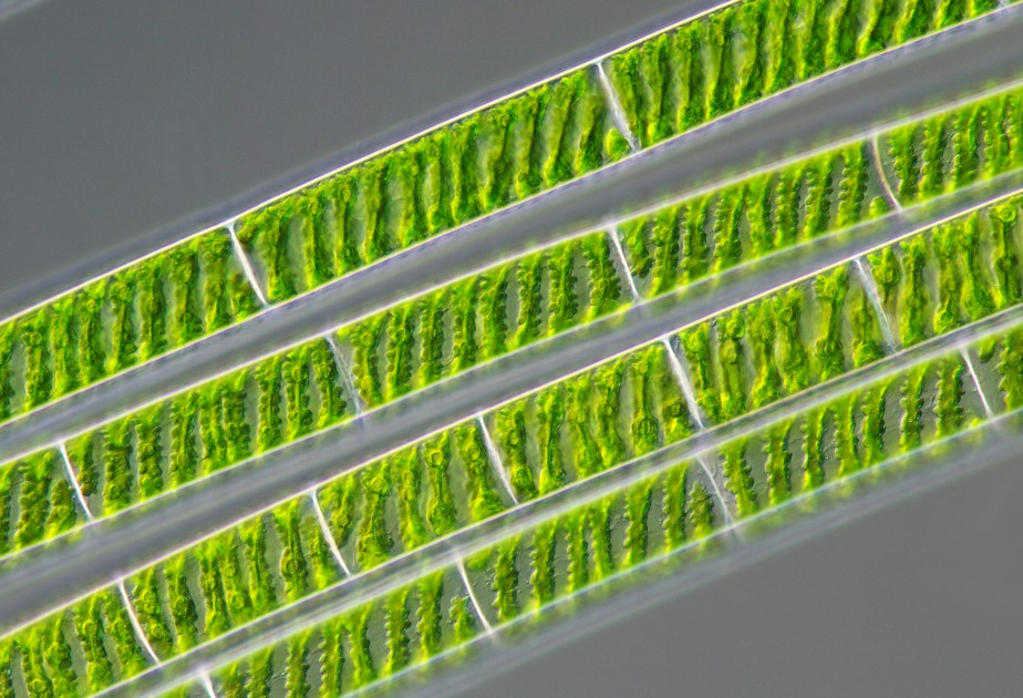 Freshwater algae » Manaaki Whenua