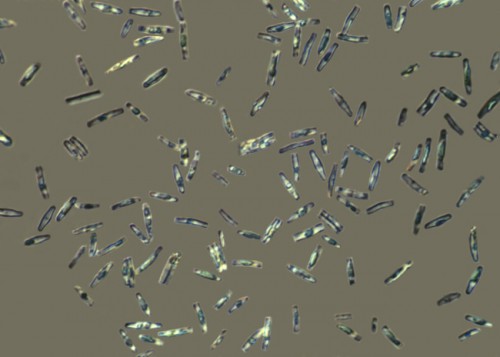 Achnanthidium (Achnanthidiaceae) » Manaaki Whenua