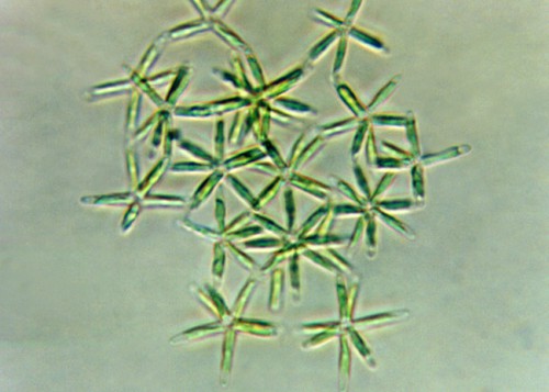 Actinastrum (Radiococcaceae) » Manaaki Whenua