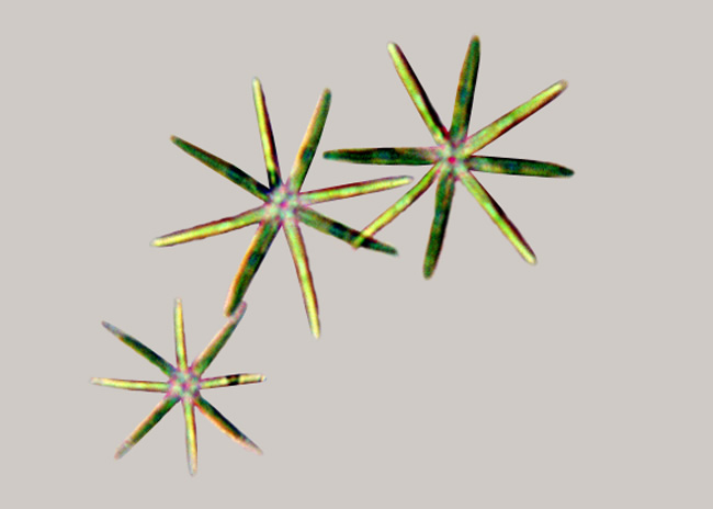 Chlorophytes » Manaaki Whenua