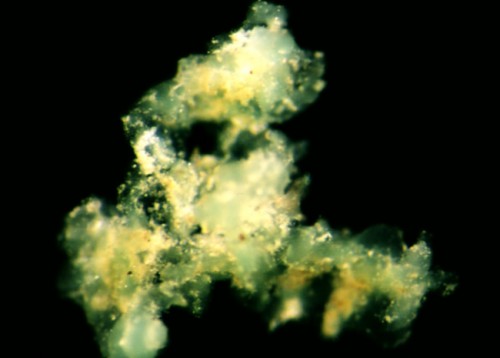 Aphanocapsa (Merismopediaceae) » Manaaki Whenua