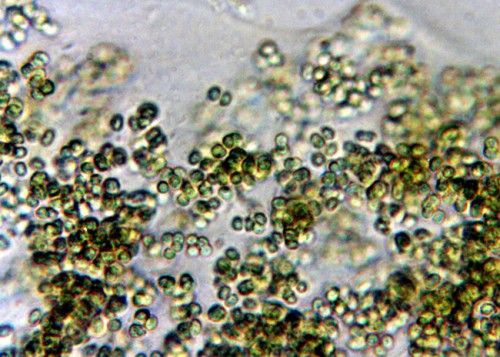 Aphanothece (Synechococcaceae) » Manaaki Whenua