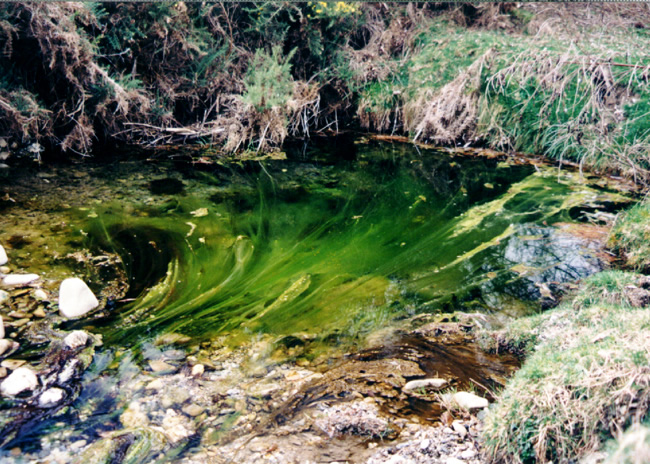 Freshwater algae identification guide » Manaaki Whenua