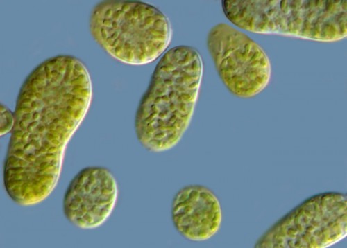 Botrydiopsis (Botrydiopsidaceae) » Manaaki Whenua