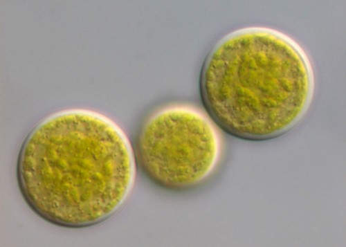 Bracteacoccus (Chlorococcaceae) » Manaaki Whenua