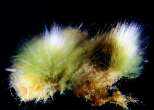 Bulbochaete (Oedogoniaceae) » Manaaki Whenua