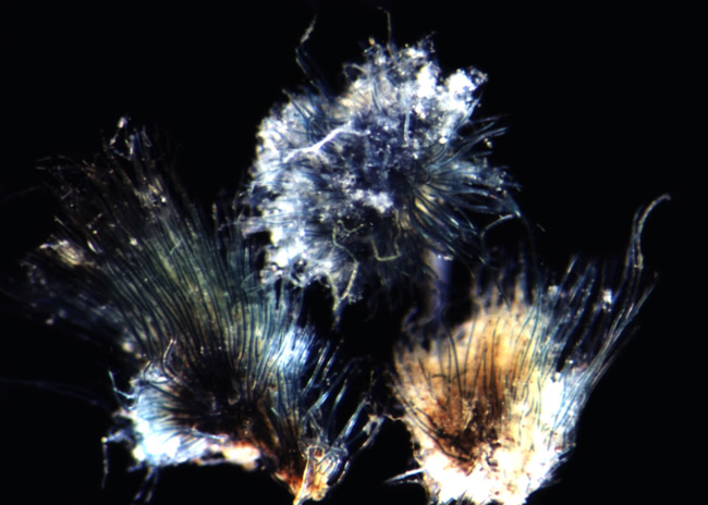 Calothrix (Rivulariaceae) » Manaaki Whenua