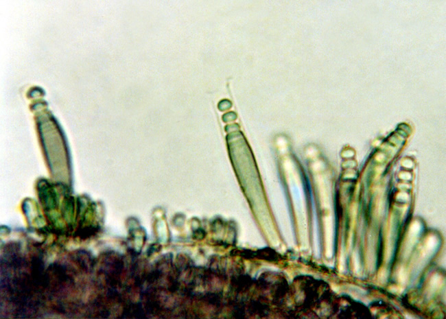 Chamaesiphon (Chamaesiphonaceae) » Manaaki Whenua