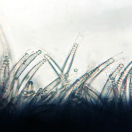 Chamaesiphon (Chamaesiphonaceae) » Manaaki Whenua