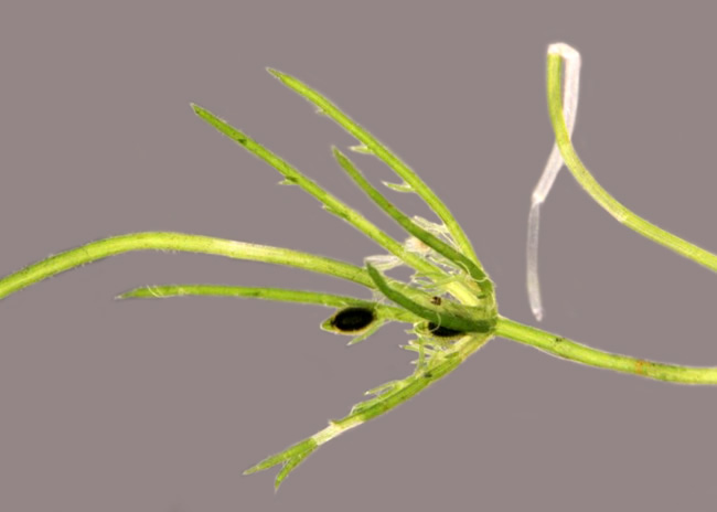 Chara Under Microscope