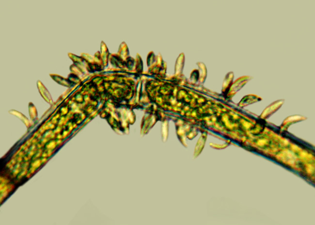 Characium (Chlorococcaceae) » Manaaki Whenua