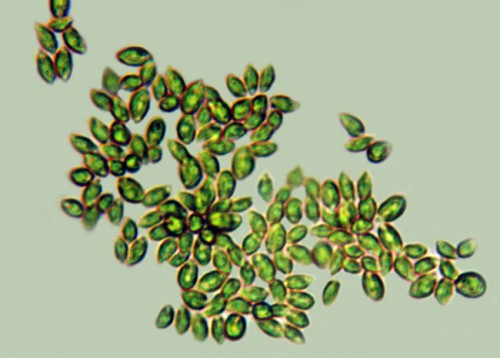 Chlorogonium (Chlamydomonadaceae) » Manaaki Whenua