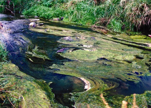 Cladophora glomerata (Cladophoraceae) » Manaaki Whenua