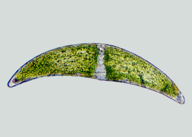 Cell outline crescent-shaped » Manaaki Whenua