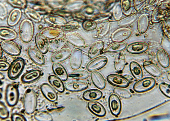 Cocconeis placentula (Cocconeidaceae) » Manaaki Whenua