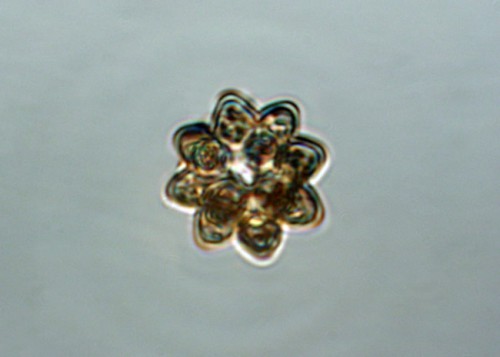 Coelastrum (Radiococcaceae) » Manaaki Whenua