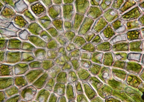 Coleochaete (Coleochaetaceae) » Manaaki Whenua