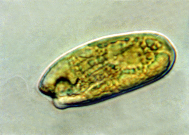 Cryptomonas (Cryptomonadaceae) » Manaaki Whenua