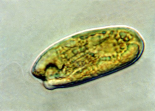 Cryptomonas (Cryptomonadaceae) » Manaaki Whenua