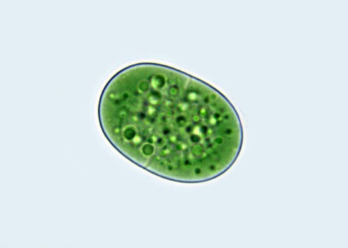 Cyanothece (Synechococcaceae) » Manaaki Whenua