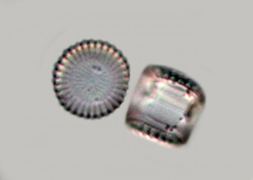 Cyclotella cf stelligera (Stephanodiscaceae) » Manaaki Whenua