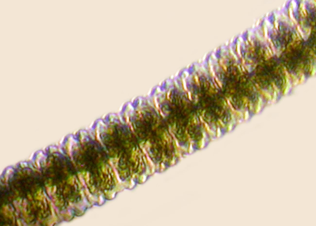 Desmidium (Desmidiaceae) » Manaaki Whenua