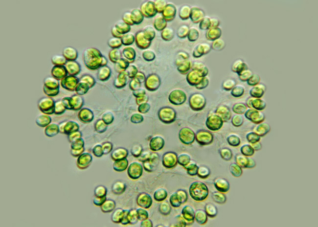 Cells connected by branching threads » Manaaki Whenua