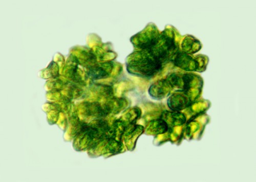 Dimorphococcus (Dictyosphaeraceae) » Manaaki Whenua