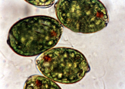 Euglena (Euglenidae) » Manaaki Whenua