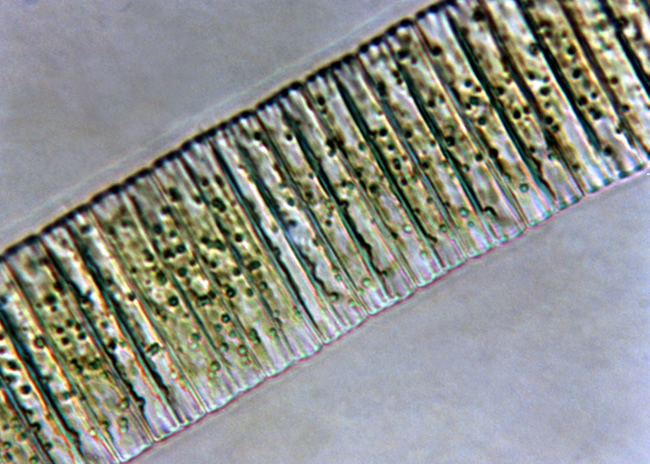 Fragilaria (Fragilariaceae) » Manaaki Whenua