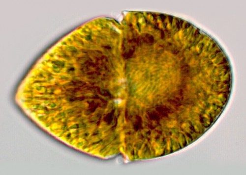 Gymnodinium (Gymnodiniidae) » Manaaki Whenua