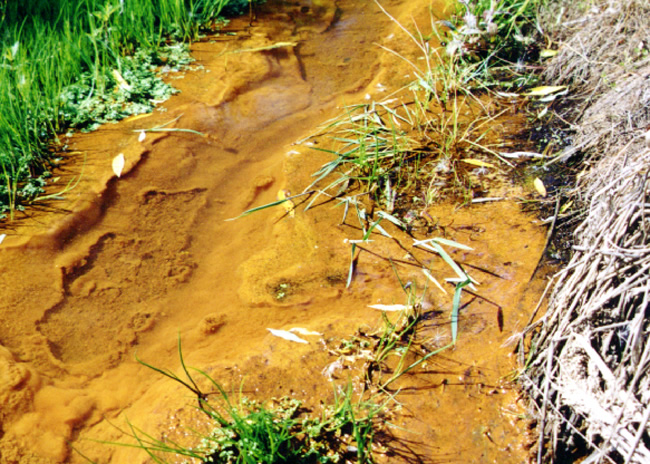 Iron bacteria (eg Leptothrix) (Comamonadaceae) » Manaaki Whenua