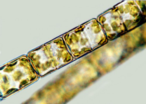 Melosira varians (Melosiraceae) » Manaaki Whenua