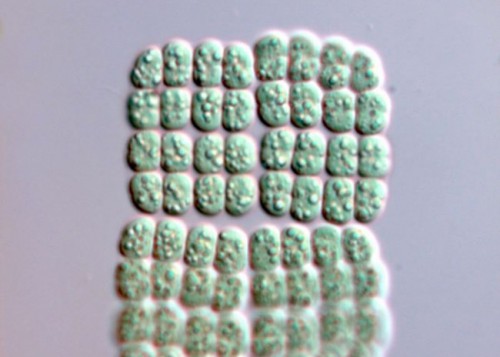 Merismopedia (Merismopediaceae) » Manaaki Whenua