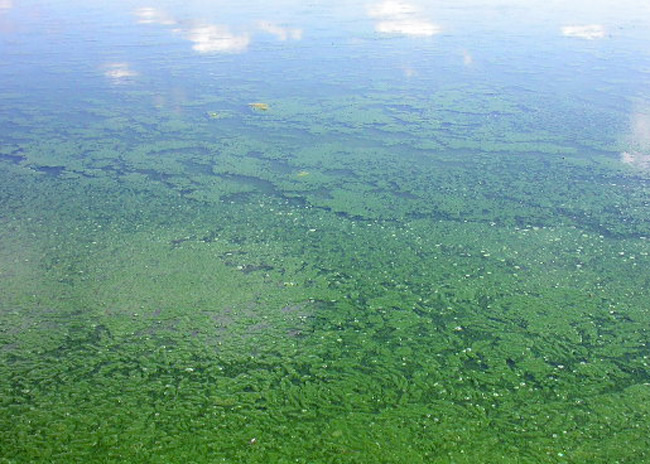 Detecting and reporting potentially toxic algae » Manaaki Whenua