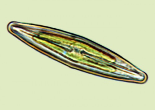 Naviculoid diatoms (Naviculaceae) » Manaaki Whenua