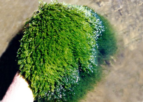 Nitella (Characeae) » Manaaki Whenua