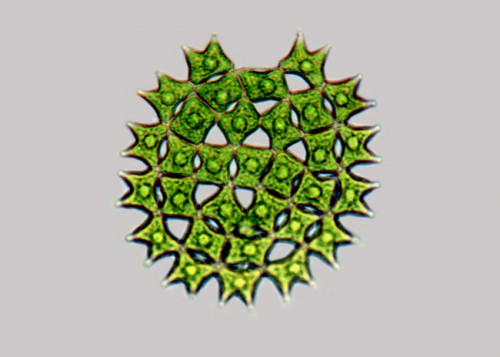 Pediastrum (Hydrodictyaceae) » Manaaki Whenua